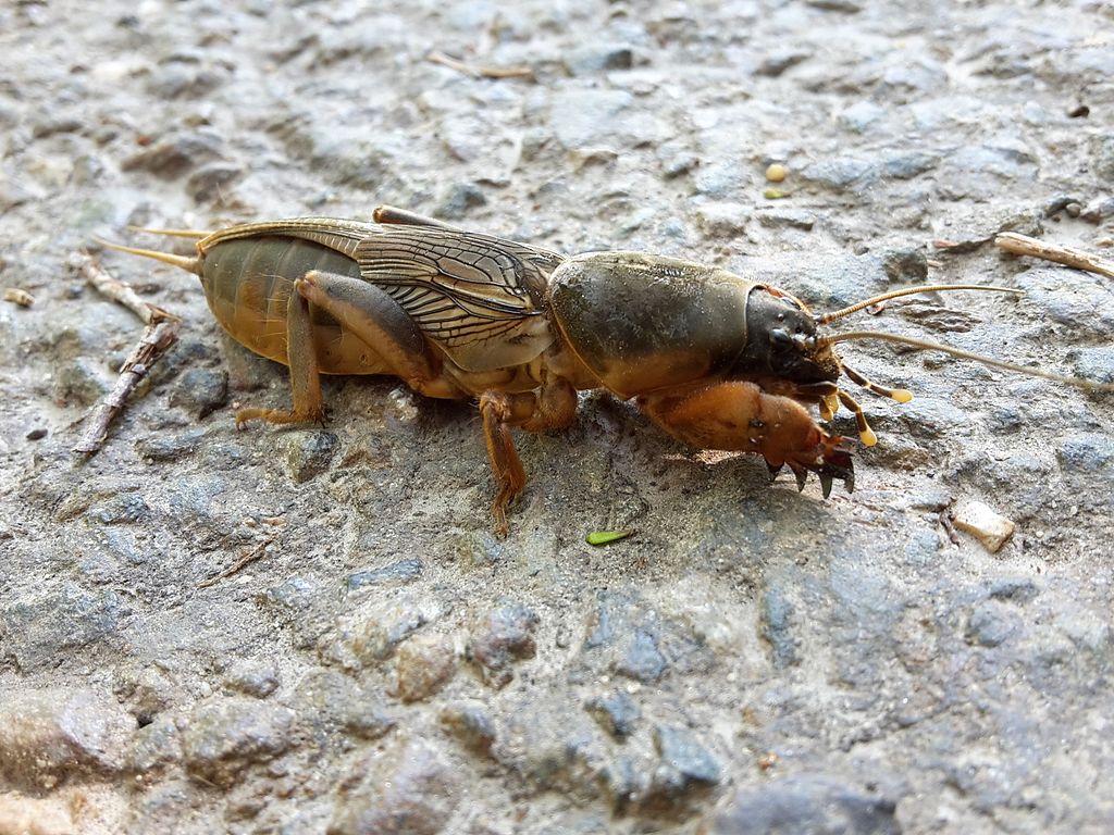 Découverte d'un mystérieux insecte... - CPIE Loire Anjou