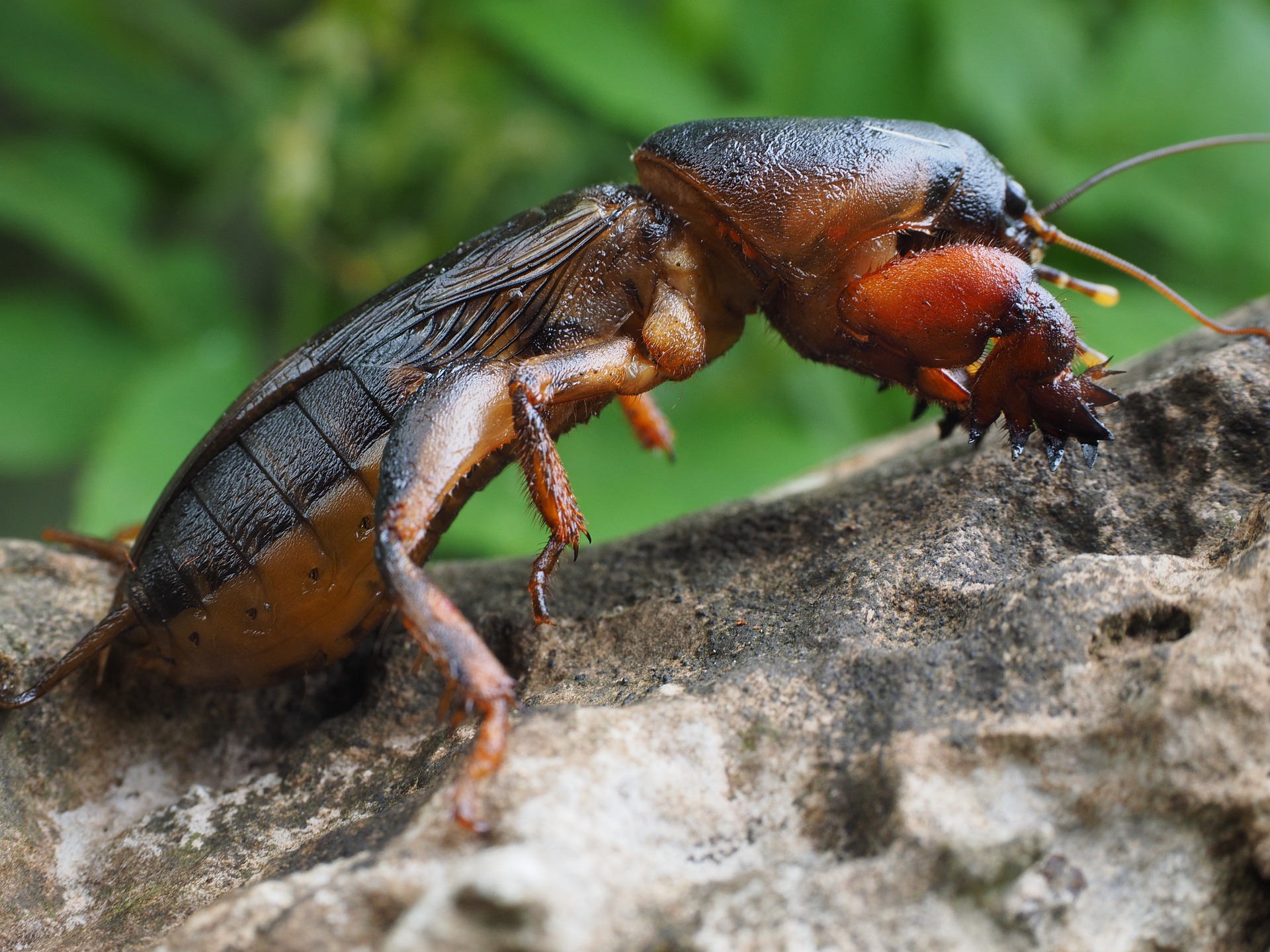 Découverte d'un mystérieux insecte... - CPIE Loire Anjou